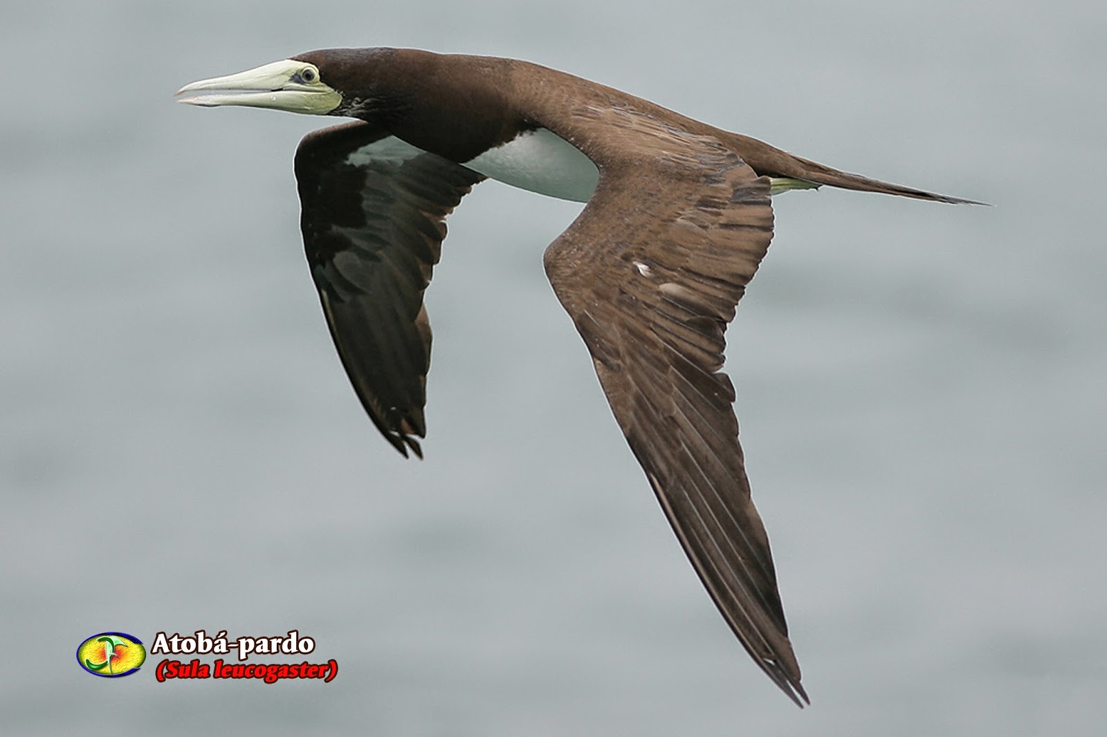 Zoologia: Atobá-pardo (Sula leucogaster)